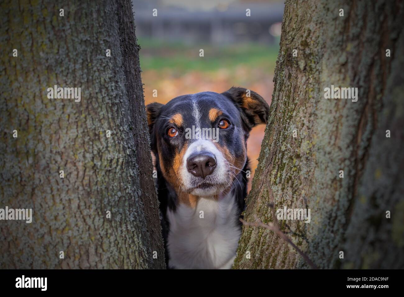 cute dog hiding behind the tree, appenzeller sennenhund Stock Photo - Alamy cute dog hiding behind the tree, appenzeller sennenhund Stock Photo - Alamy