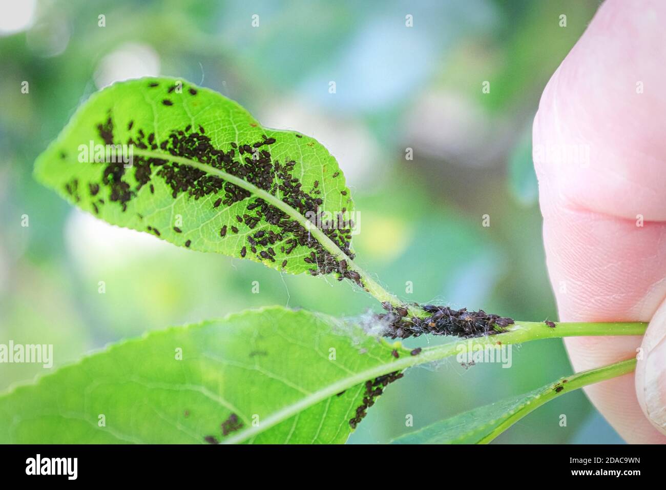 An aphid infestation on the back of a cherry leaf Stock Photo - Alamy