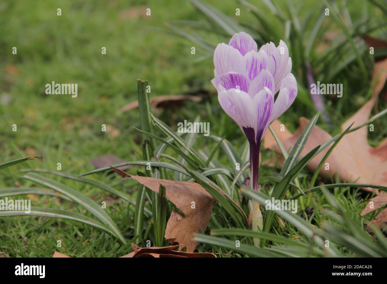 Small flower petals hi-res stock photography and images - Alamy
