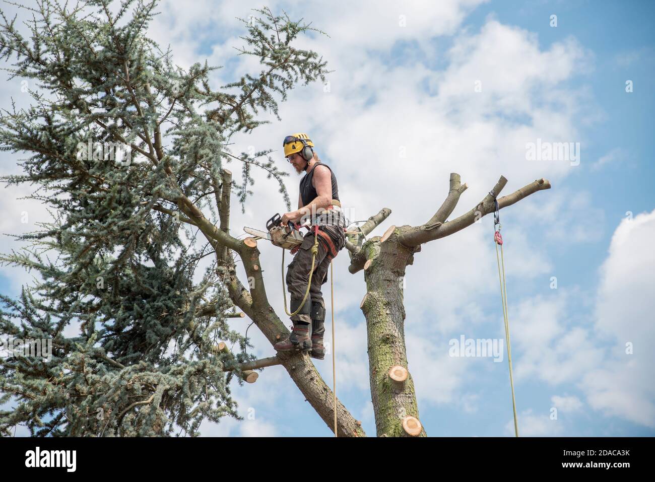 The climbing arborist hi-res stock photography and images - Alamy