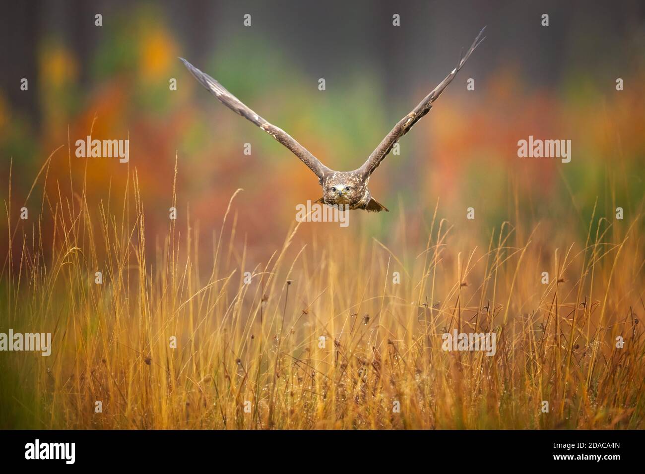Common buzzard in flight. Taken during beautiful autumn weather and ...