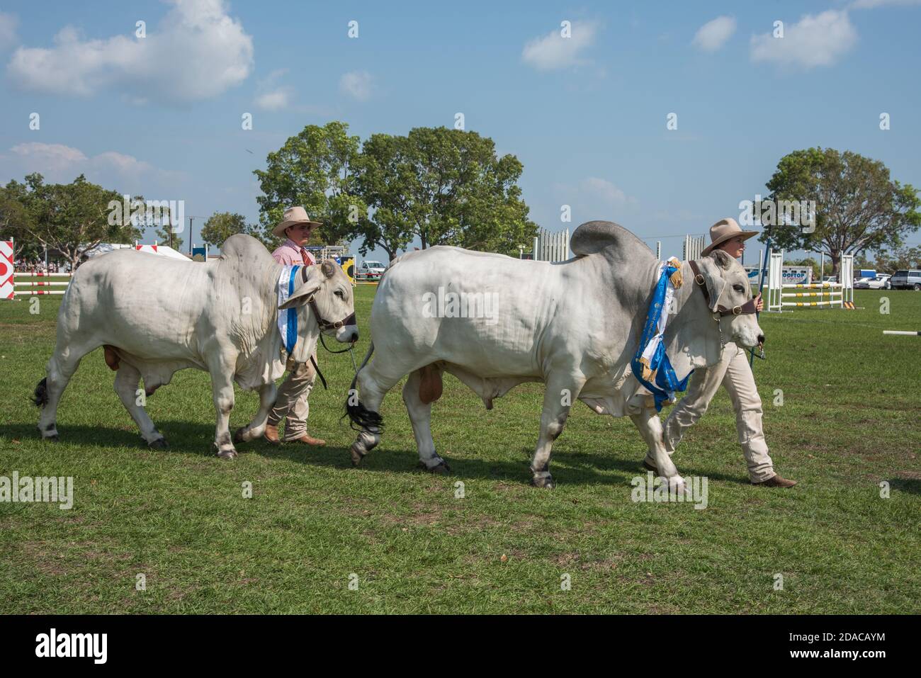 Darwin, NT, Australia-July 27,2018: Group of people walking brahman ...