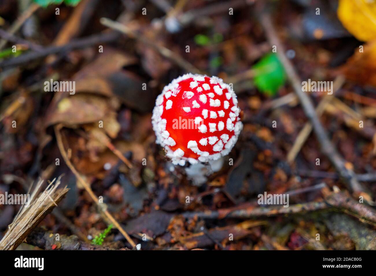 Amanita white dots hi-res stock photography and images - Alamy