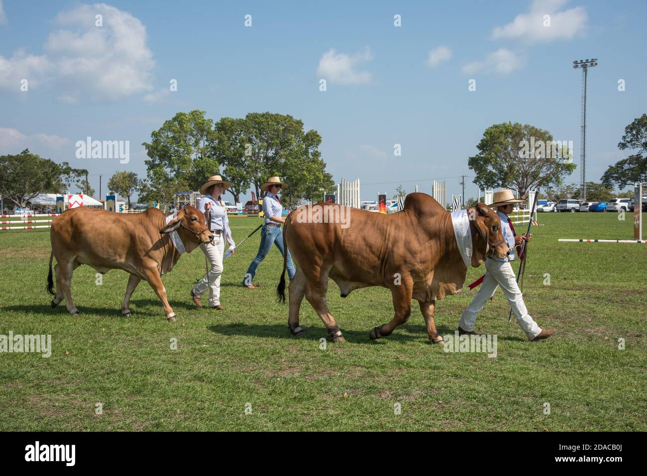 Darwin, NT, Australia-July 27,2018: Group of people walking brahman ...