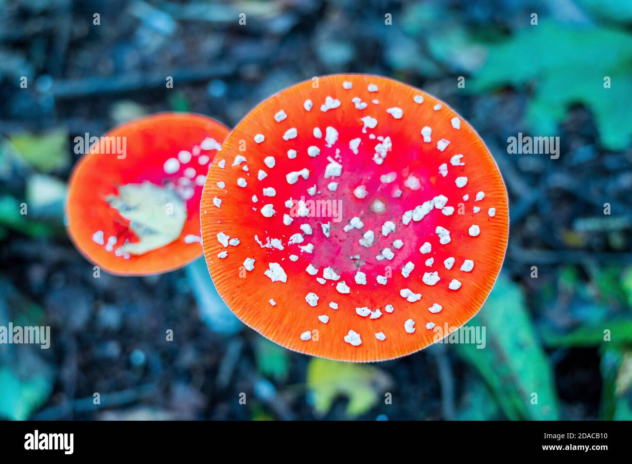 Red fungi with white spots hi-res stock photography and images - Alamy