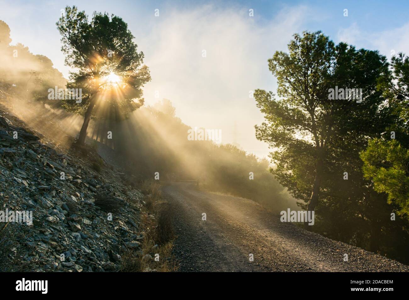 Sun behind the tree hi-res stock photography and images - Alamy