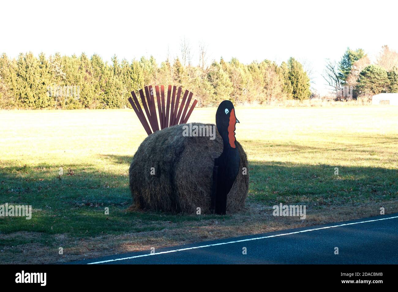 Rolled up dry hay shaped like a turkey bird Stock Photo - Alamy