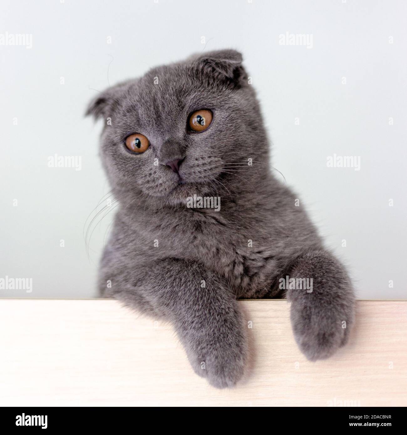 Scottish fold gray cat with fluffy paws Stock Photo - Alamy