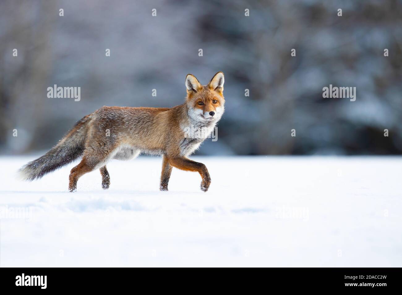 Red fox taken during winter in Czech Republic Stock Photo - Alamy