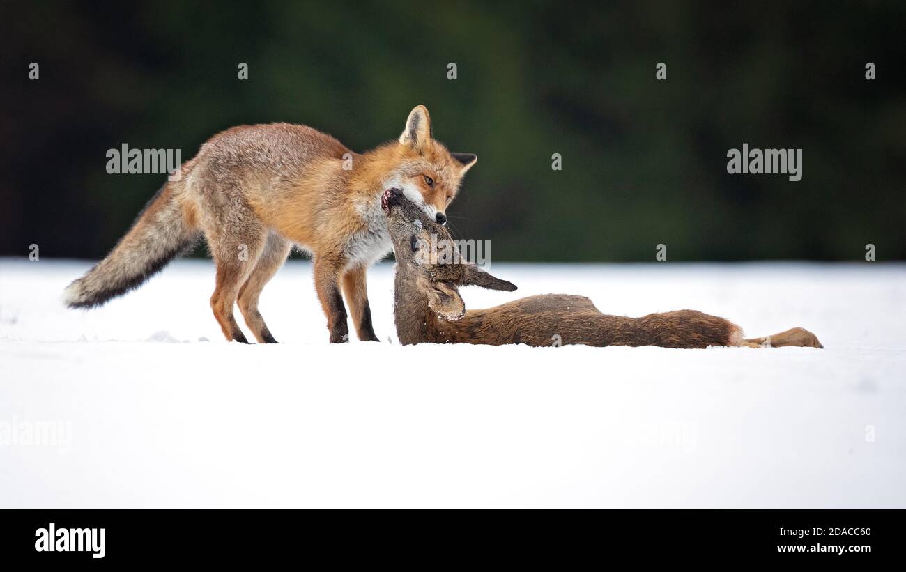 Red fox taken during winter in Czech Republic Stock Photo - Alamy