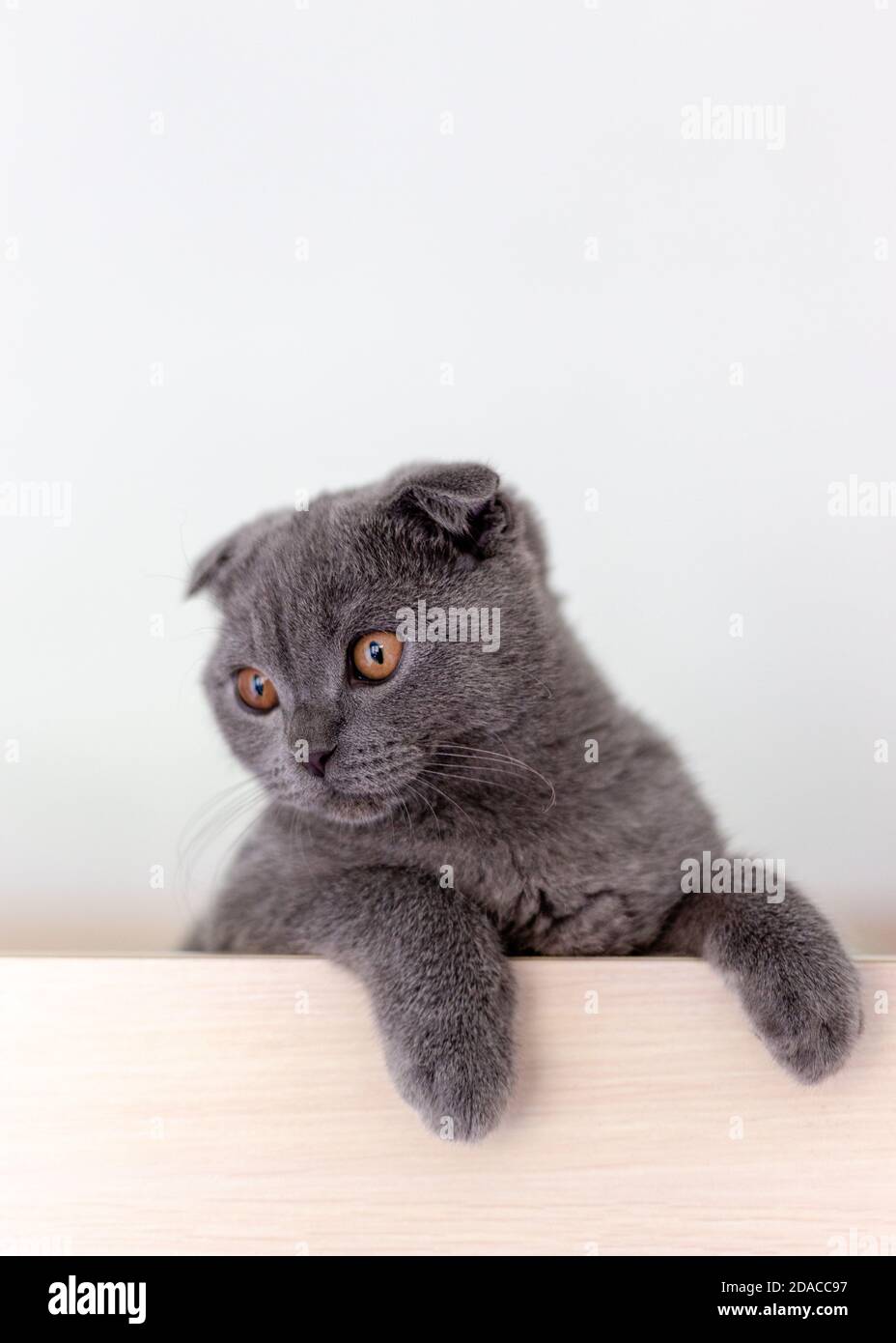 Scottish fold gray cat with fluffy paws Stock Photo - Alamy