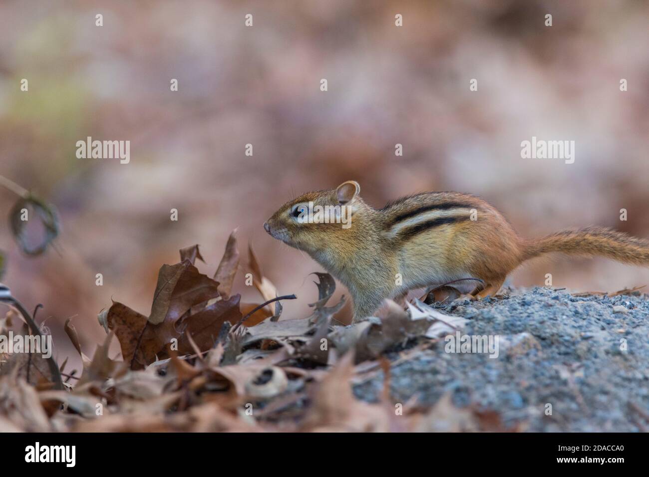 eastern chipmunk (Tamias striatus) in autumn Stock Photo - Alamy