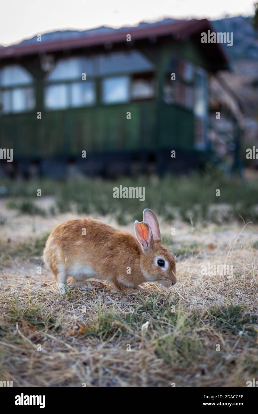 Ginger rabbit near the old house in the mountains Stock Photo - Alamy