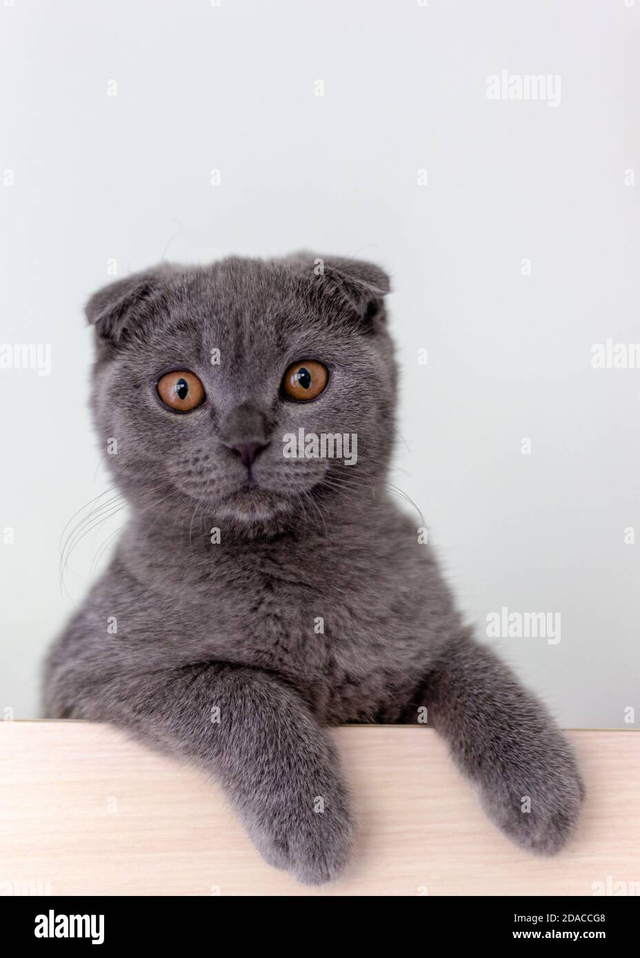 Scottish fold gray cat with fluffy paws Stock Photo - Alamy