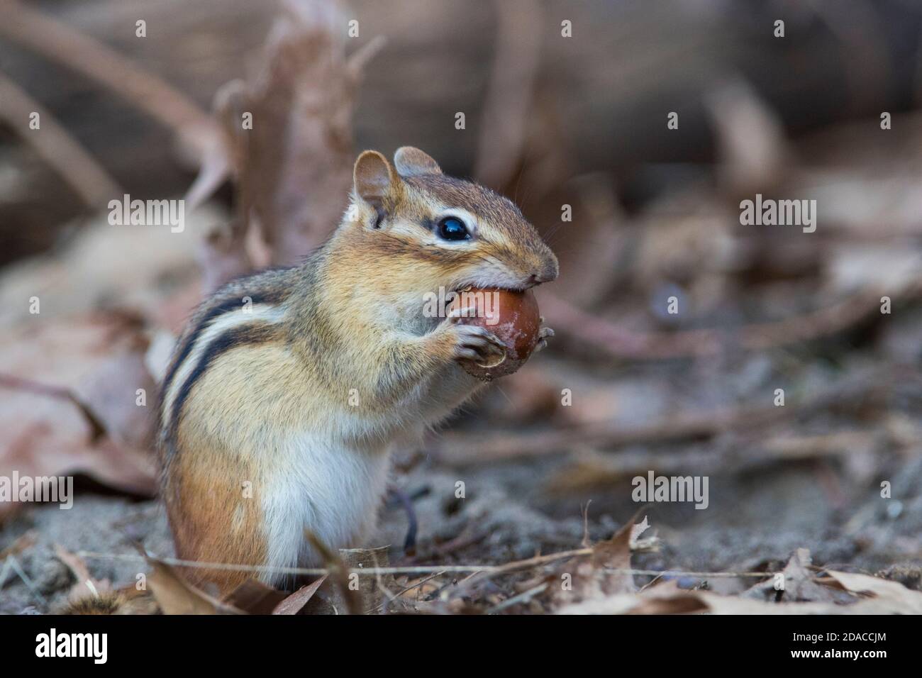 eastern chipmunk (Tamias striatus) in autumn Stock Photo - Alamy