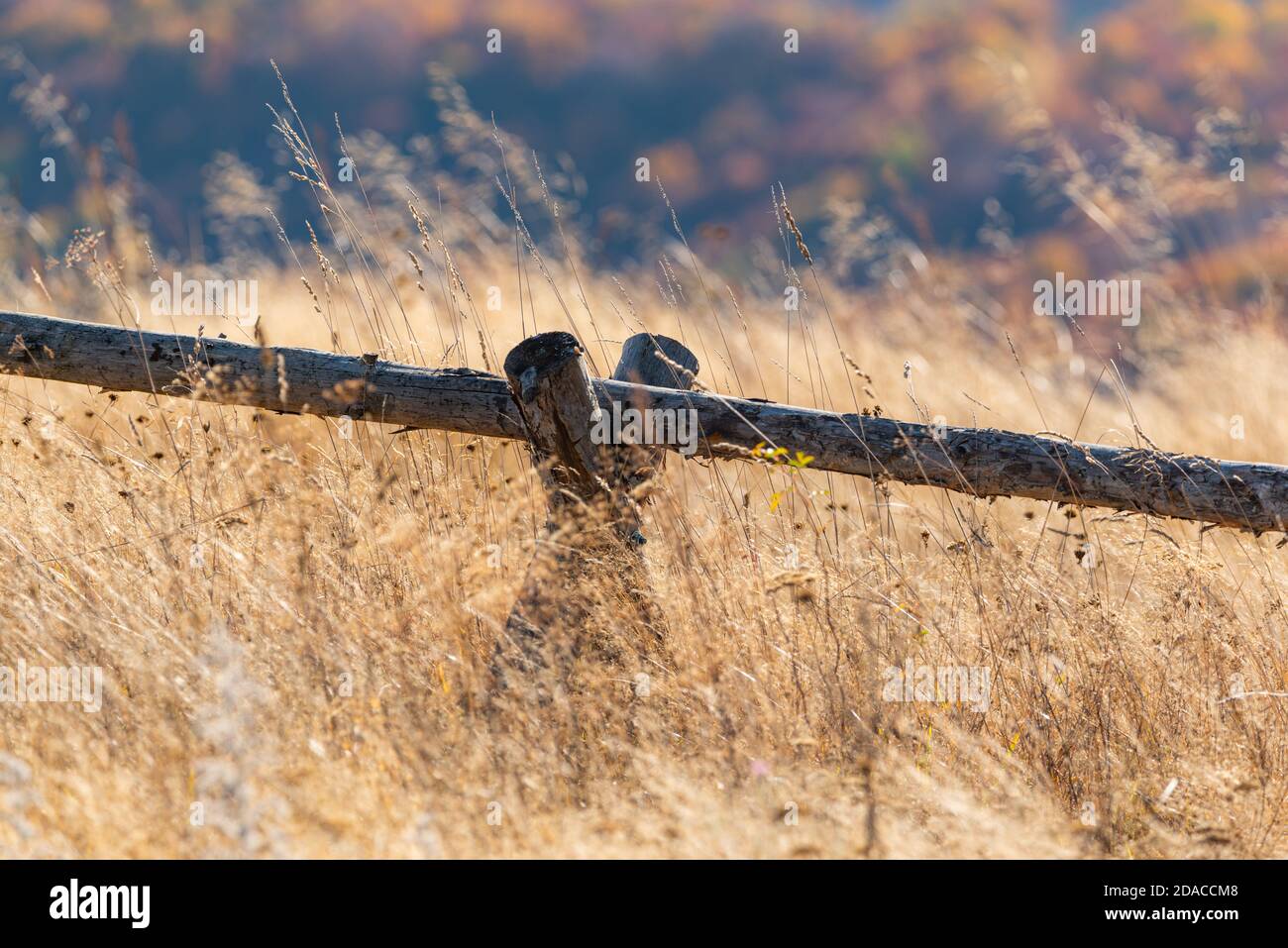 Country basic handmade rural wooden fence in tall golden autumn grass ...