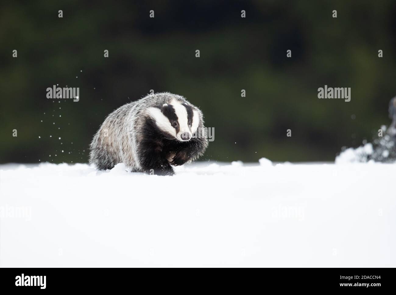 The European badger (Meles meles), also known as the Eurasian badger ...