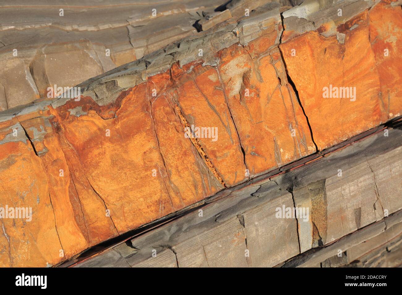 Close up of the orange coloured sedimentary rocks at Sandymouth ...