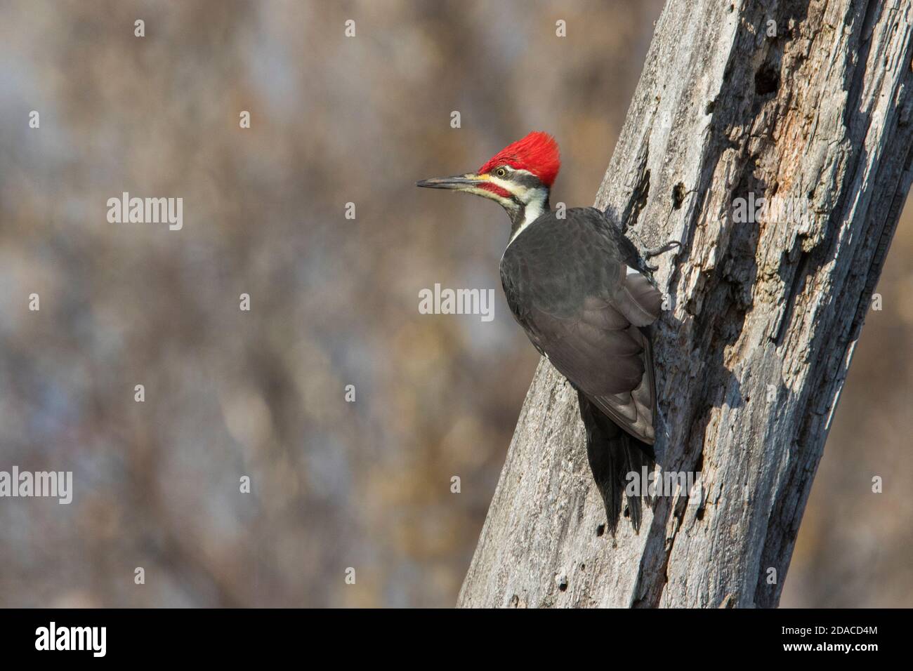 Male pileated woodpecker (Dryocopus pileatus) autumn Stock Photo - Alamy