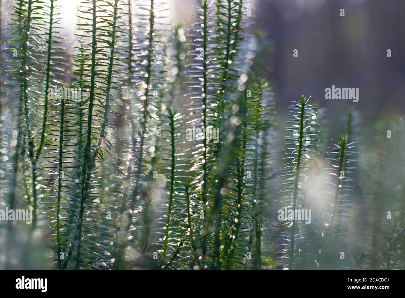 Lycopodium hi-res stock photography and images - Alamy
