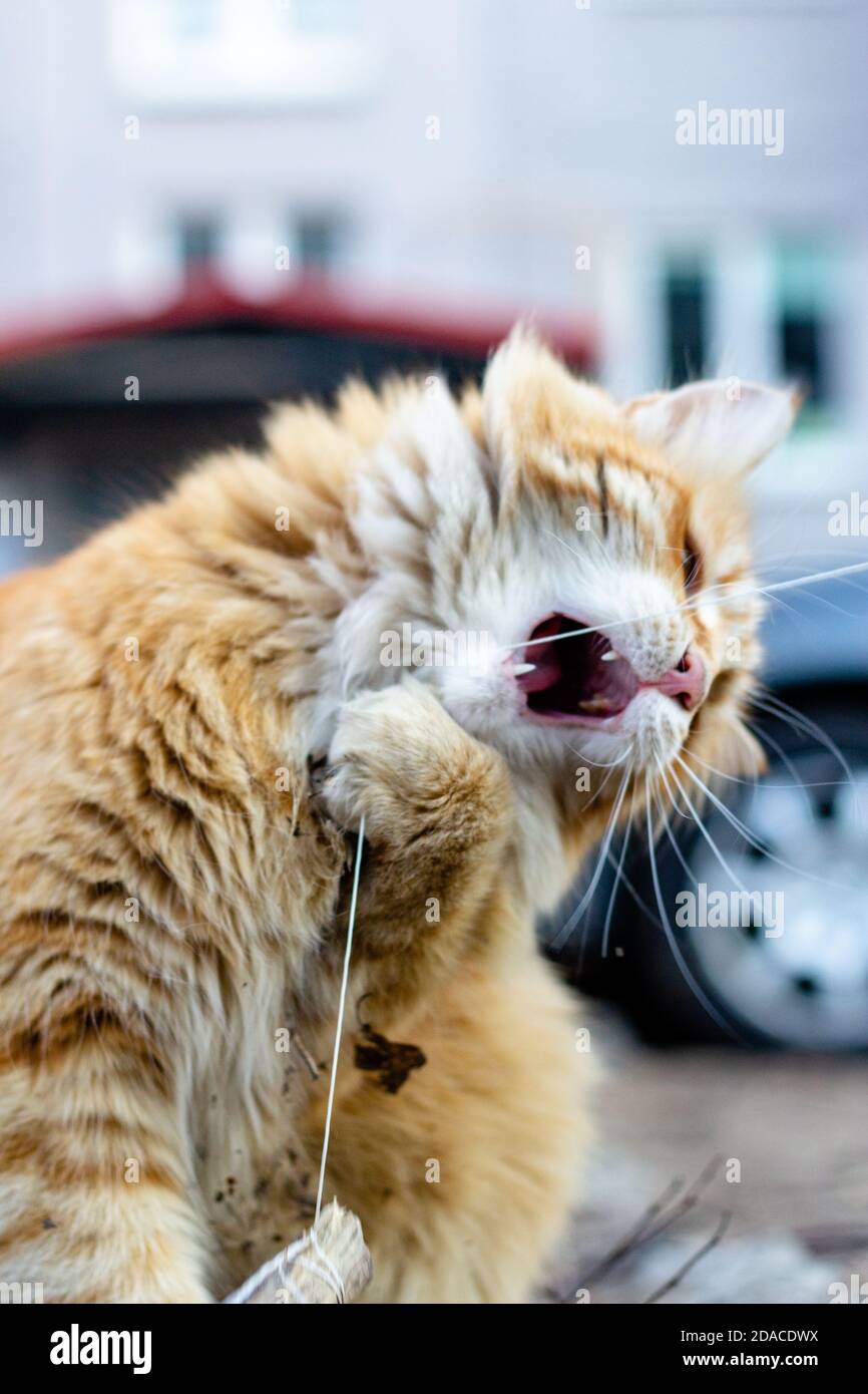 Ginger fluffy dirty cat gnaws Stock Photo - Alamy