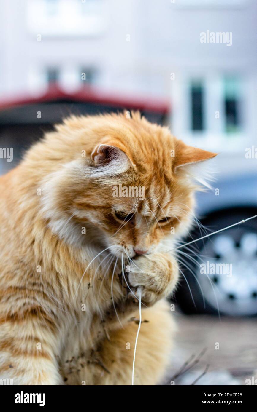 Ginger fluffy dirty cat gnaws Stock Photo - Alamy