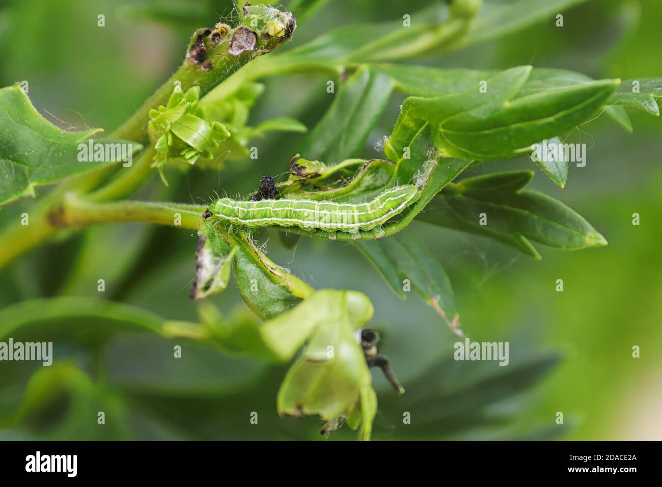 Curled worm hi-res stock photography and images - Alamy