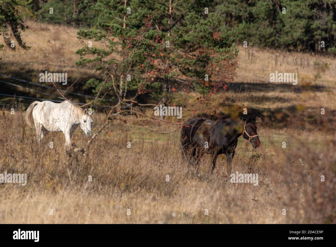 Beautiful stallion horse galloping in golden natural dry autumn tall ...