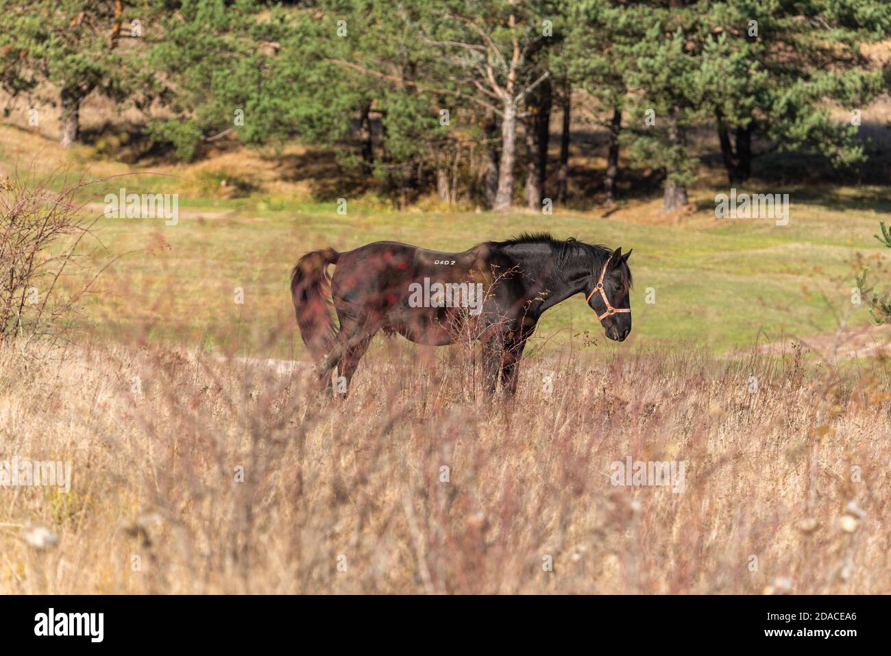 Beautiful stallion horse galloping in golden natural dry autumn tall ...