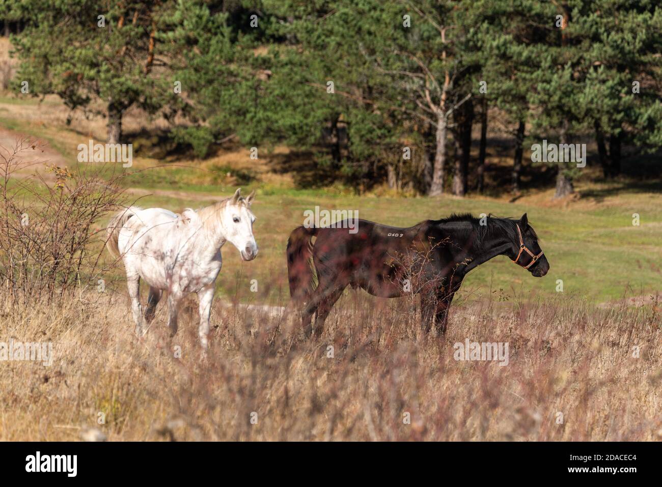 Beautiful stallion horse galloping in golden natural dry autumn tall ...