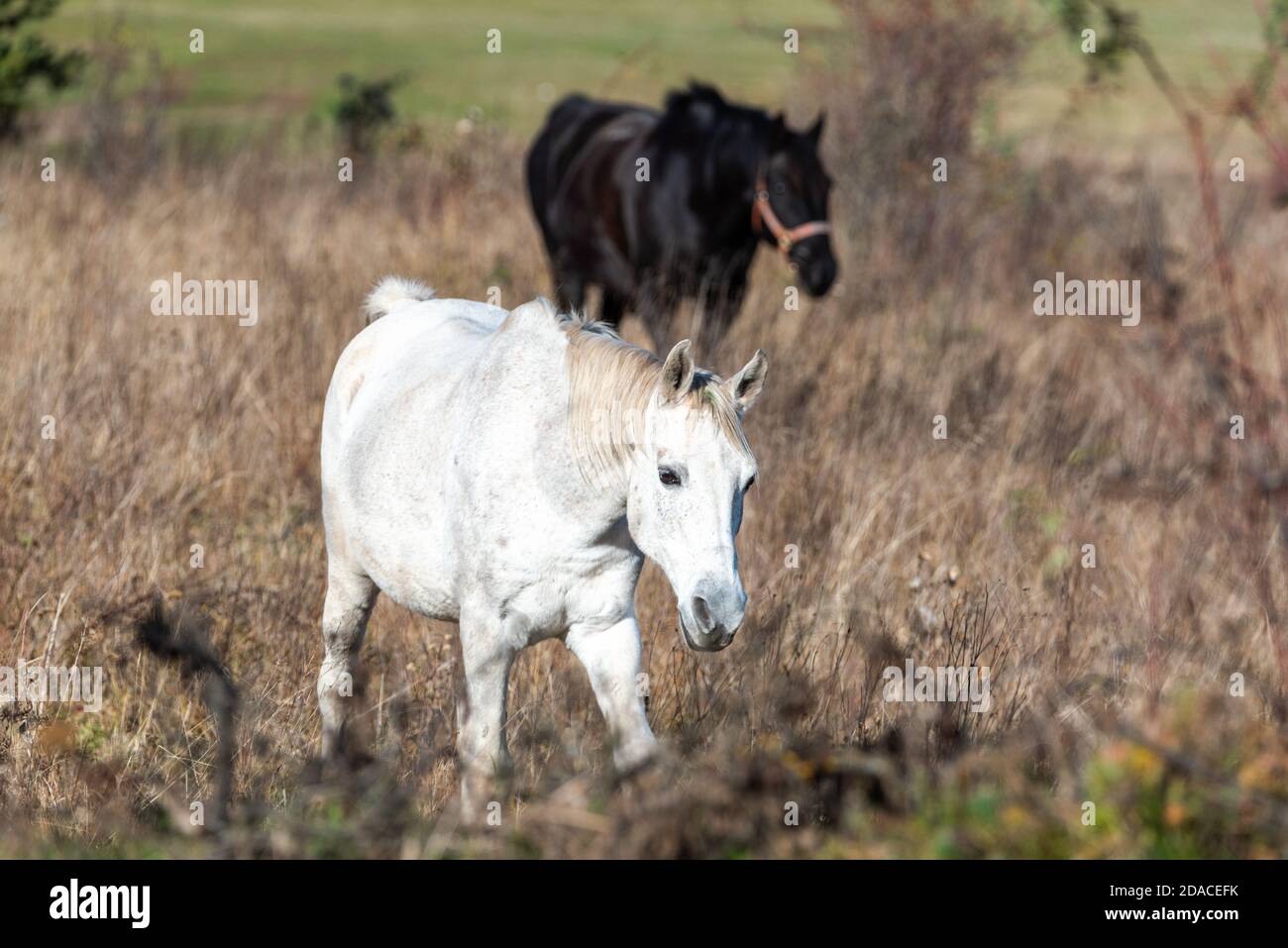 Beautiful stallion horse galloping in golden natural dry autumn tall ...