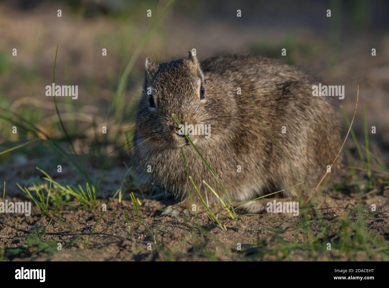 Desert cavi,Microcavia Australis, Peninsula Valdes, Unesco World ...