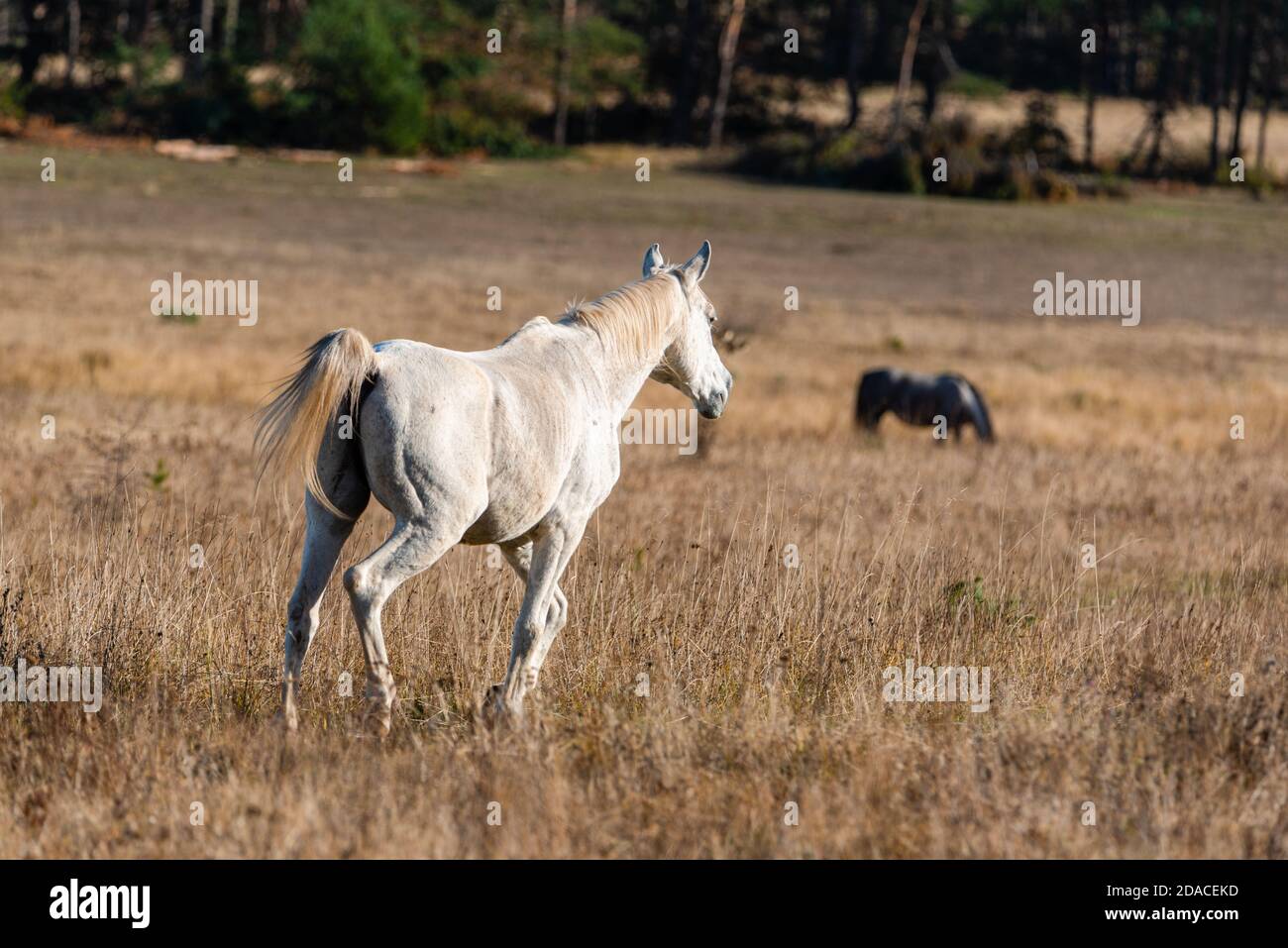 Beautiful stallion horse galloping in golden natural dry autumn tall ...