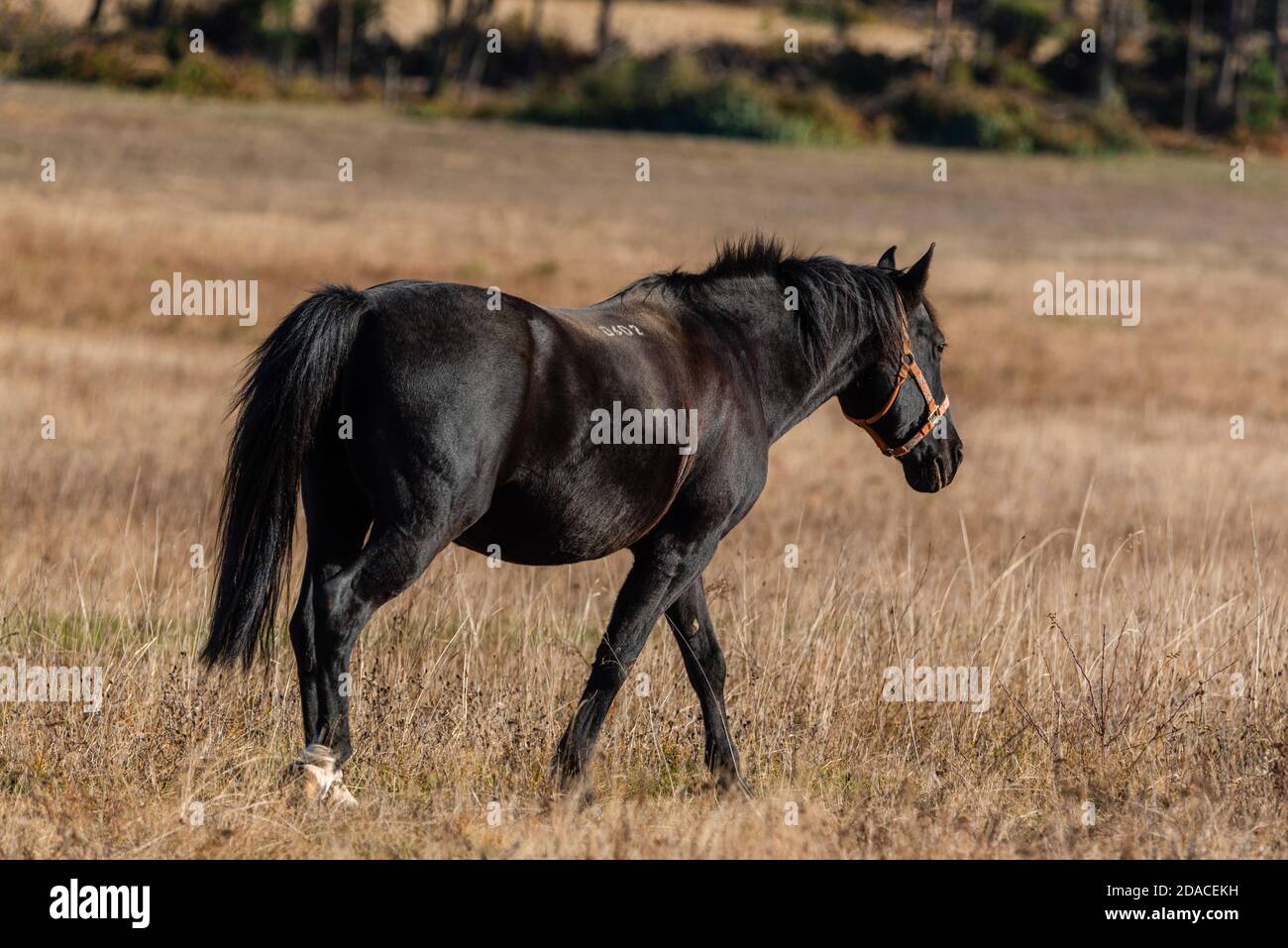 Beautiful stallion horse galloping in golden natural dry autumn tall ...