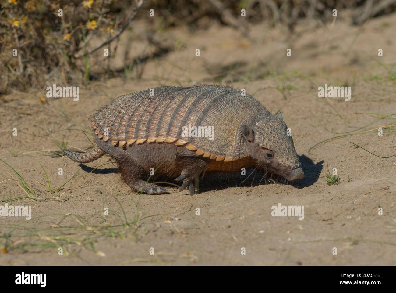 Animals That Live Underground For Kids