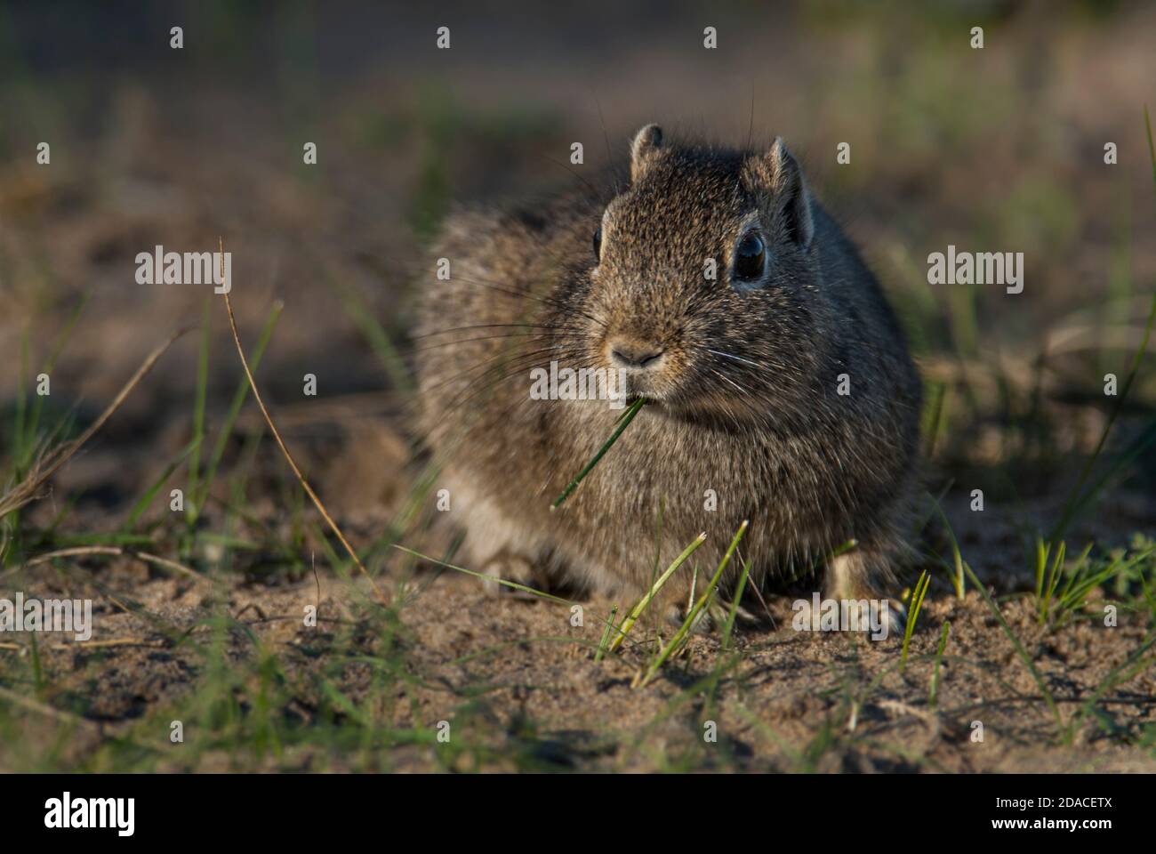 Desert cavi,Microcavia Australis, Peninsula Valdes, Unesco World ...