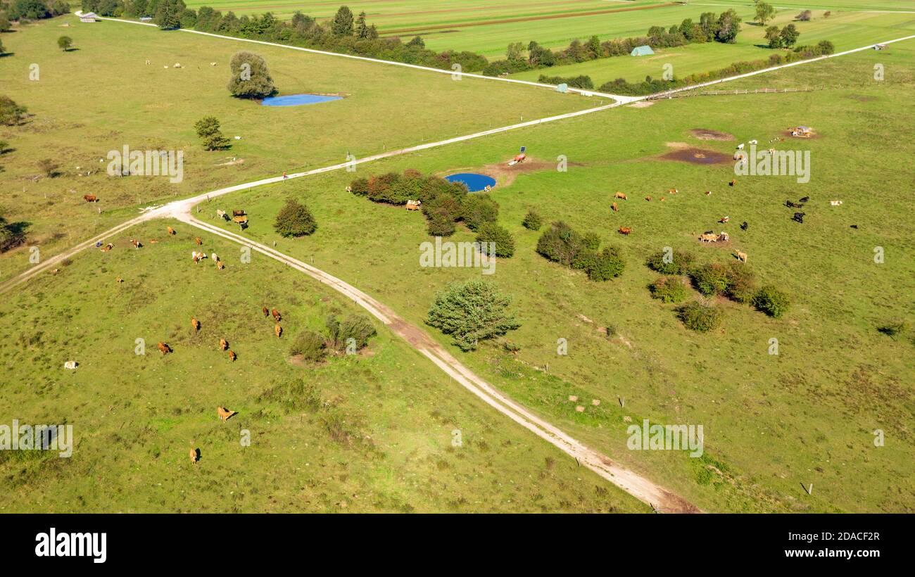 Cattle farming aerial hi-res stock photography and images - Alamy