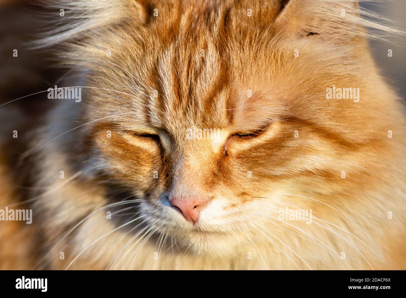 Portrait of a ginger fluffy cat Stock Photo - Alamy