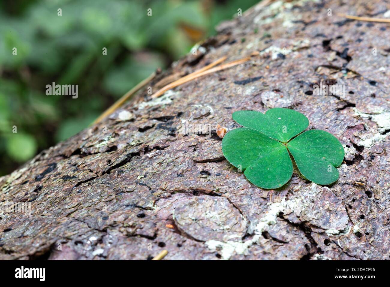 Clover leaf lying on a tree. Shamrock Stock Photo - Alamy