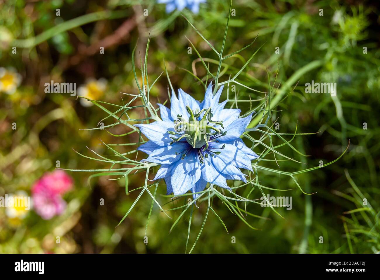 A Devil in the Bush (Nigella damascena) flower in bloom Stock Photo - Alamy