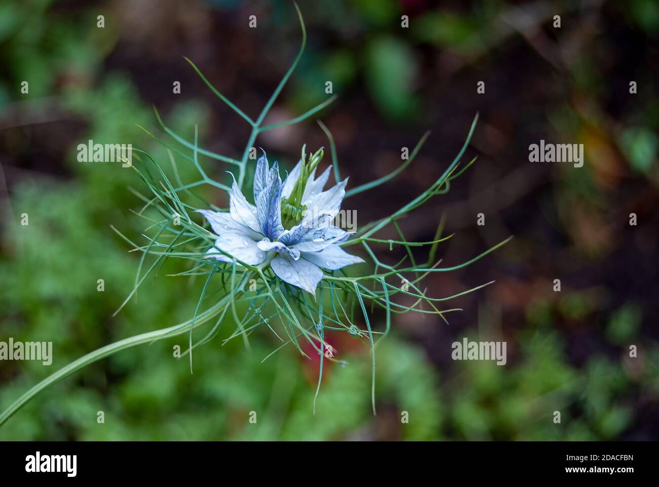 A Devil in the Bush (Nigella damascena) flower in bloom Stock Photo - Alamy
