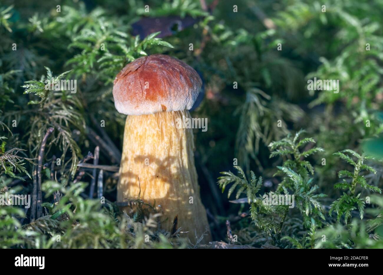 Small young fresh North American mushroom lat. Aureoboletus ...