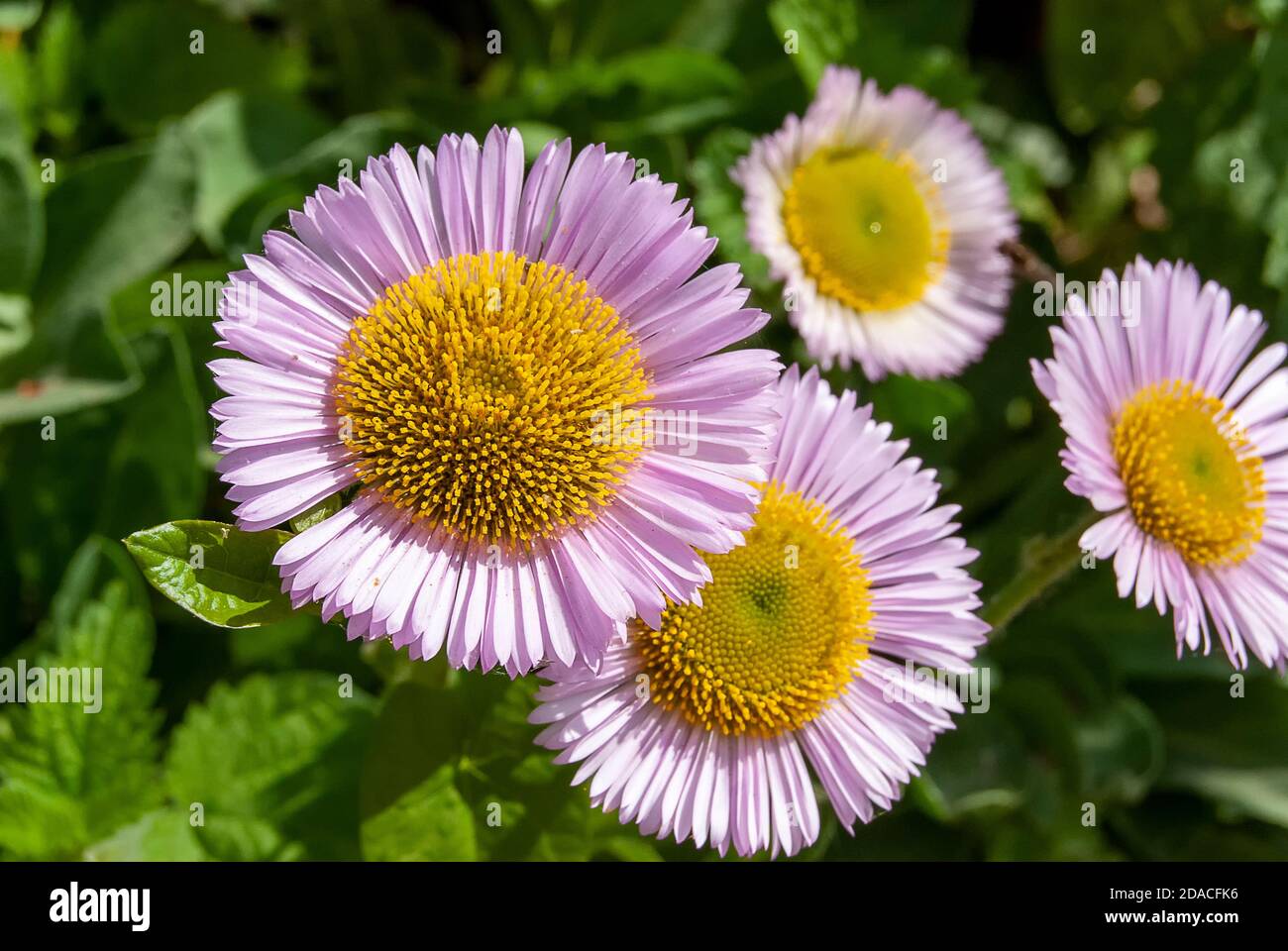 Seaside daisy hi-res stock photography and images - Alamy