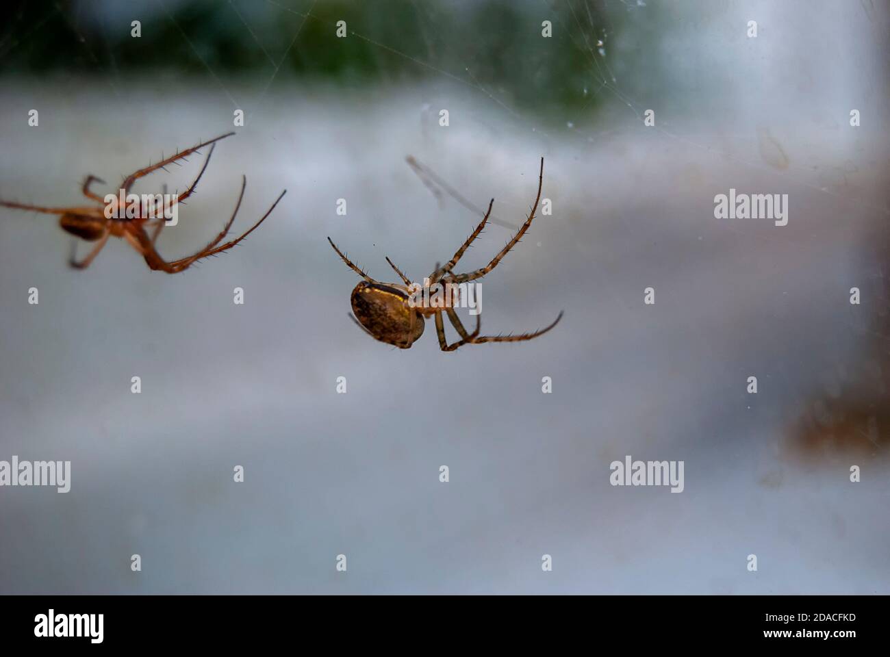 Micro photo spider hi-res stock photography and images - Alamy