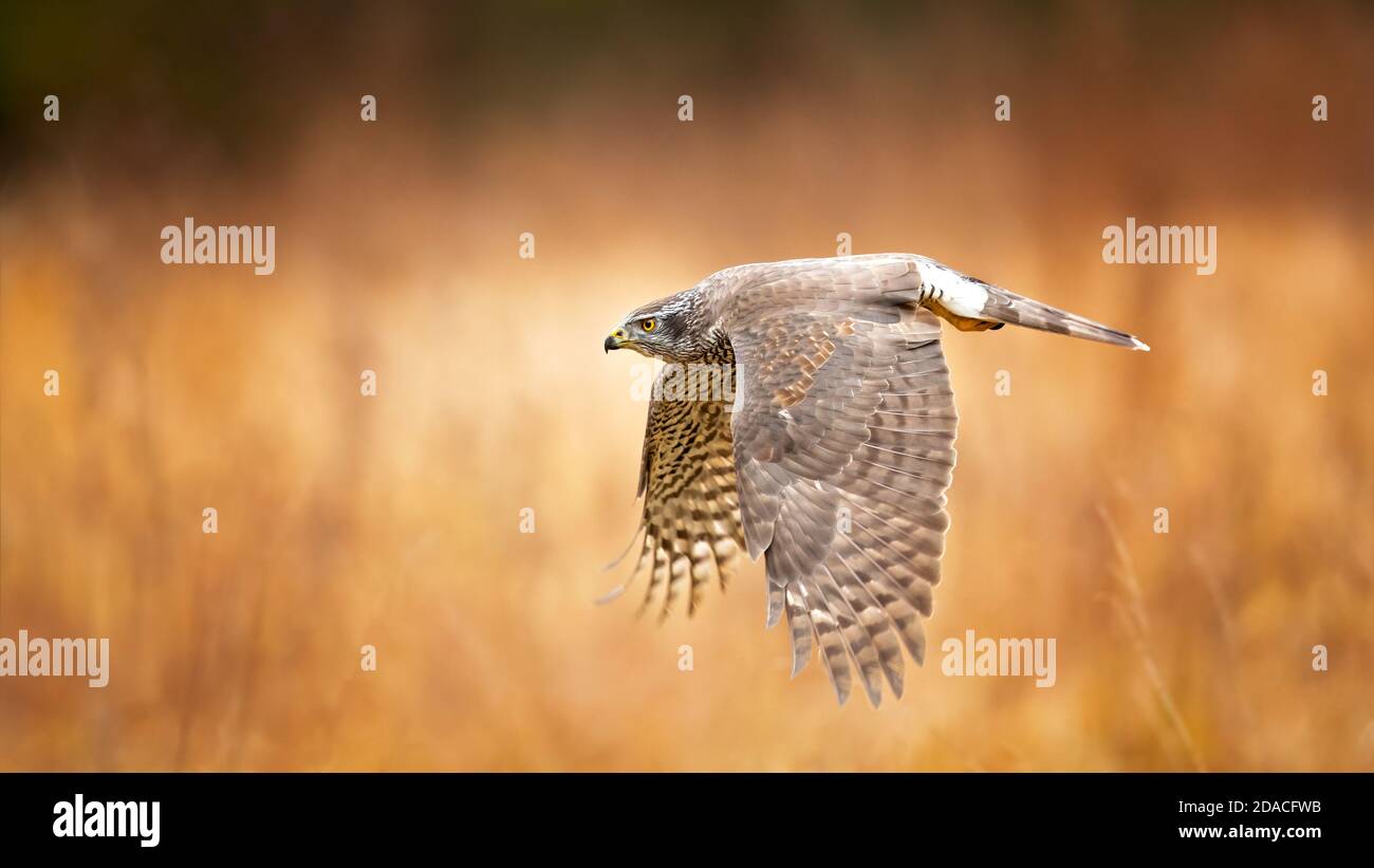Goshawk flight northern hi-res stock photography and images - Alamy