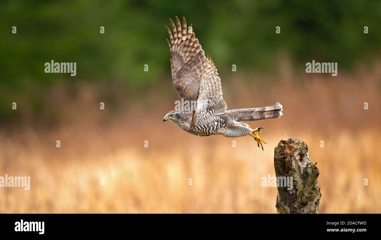 Northern goshawk in flight Stock Photo - Alamy