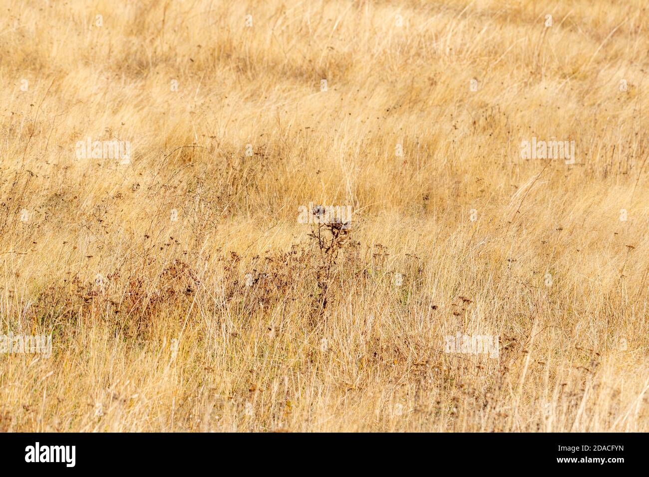 Prairie Grass Texture