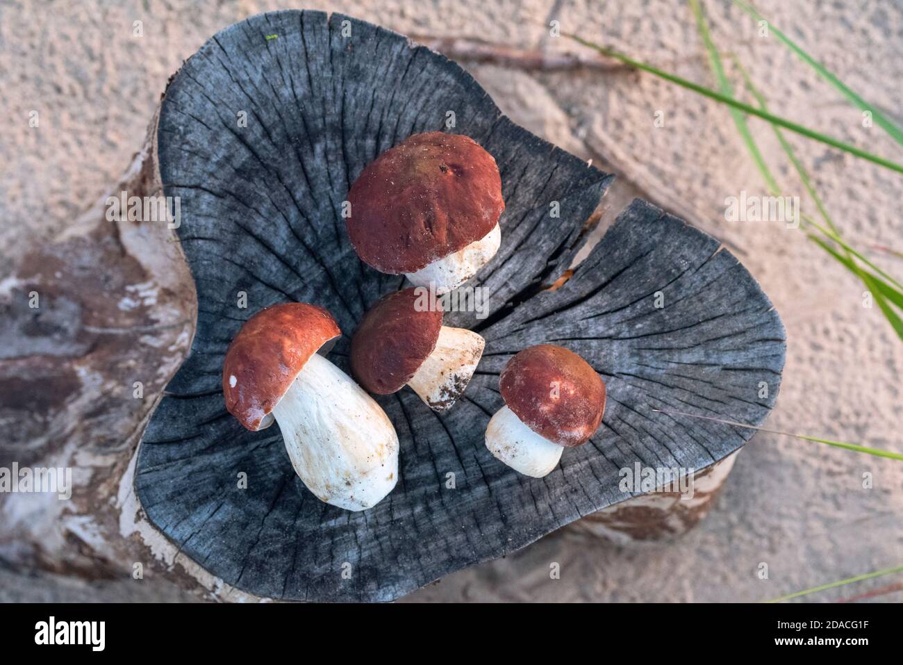 Fresh picked pine bolete (Boletus pinophilus) mushrooms on the heart ...