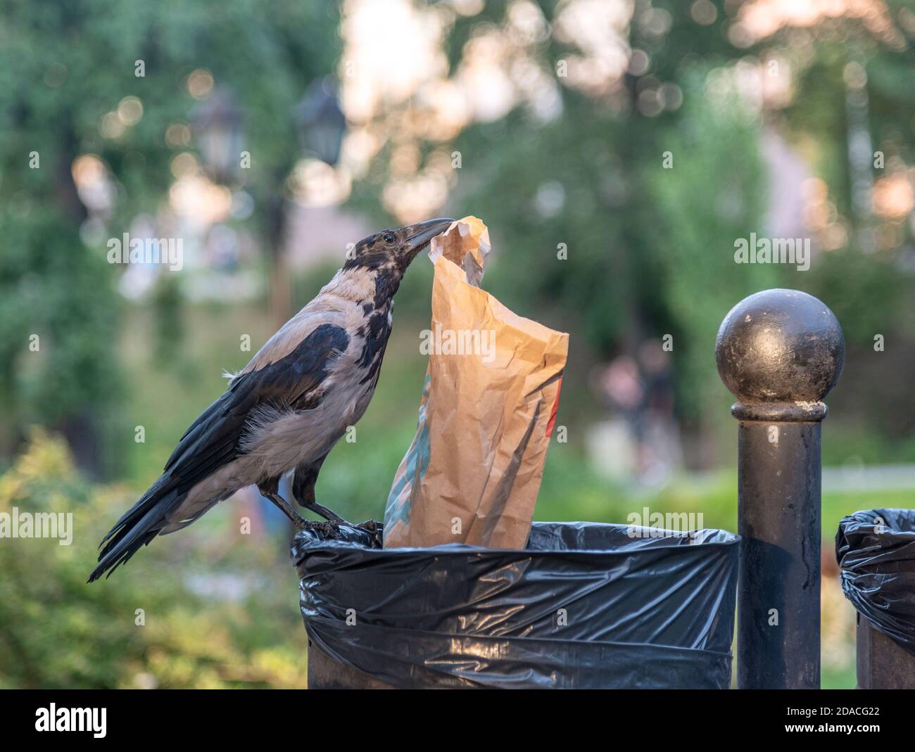 Bird eating garbage hi-res stock photography and images - Alamy