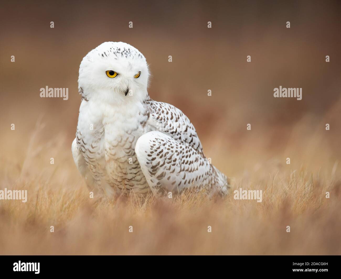 Portrait of snowy owl Stock Photo - Alamy